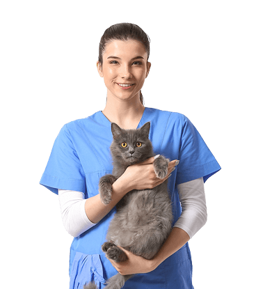 Woovet : Veterinary practice management software | PIMS